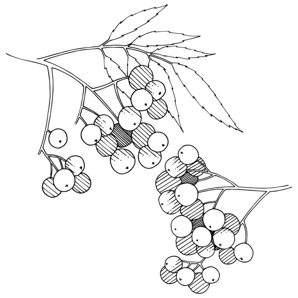 Sorbus Stock Vectors, Royalty Free Sorbus Illustrations | Depositphotos®