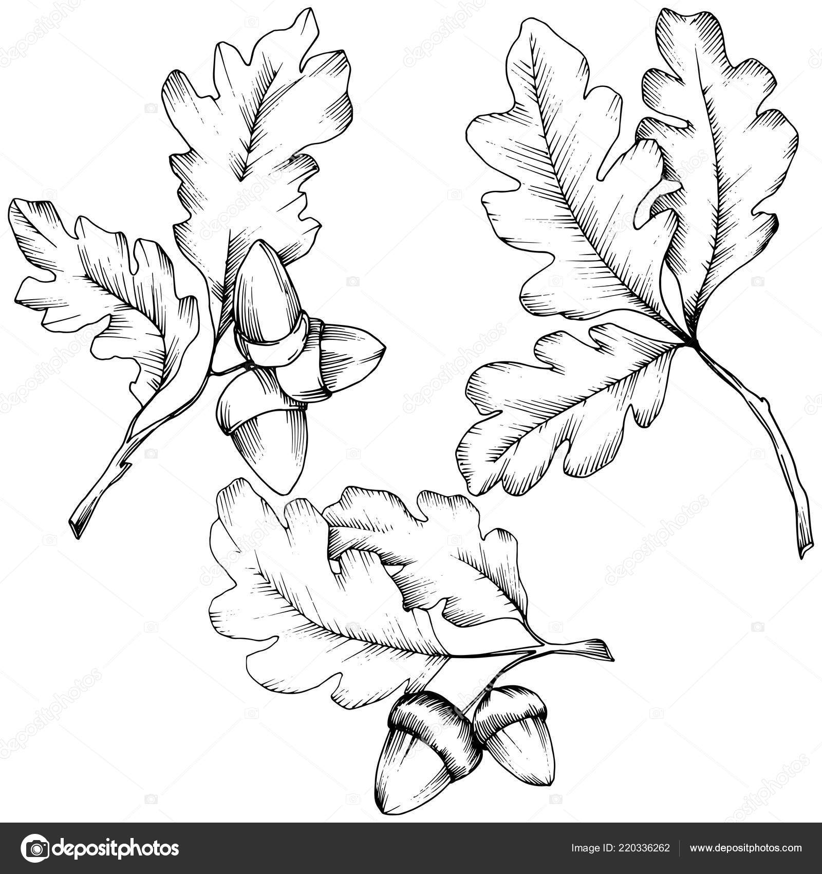 Oak Leaf Drawing