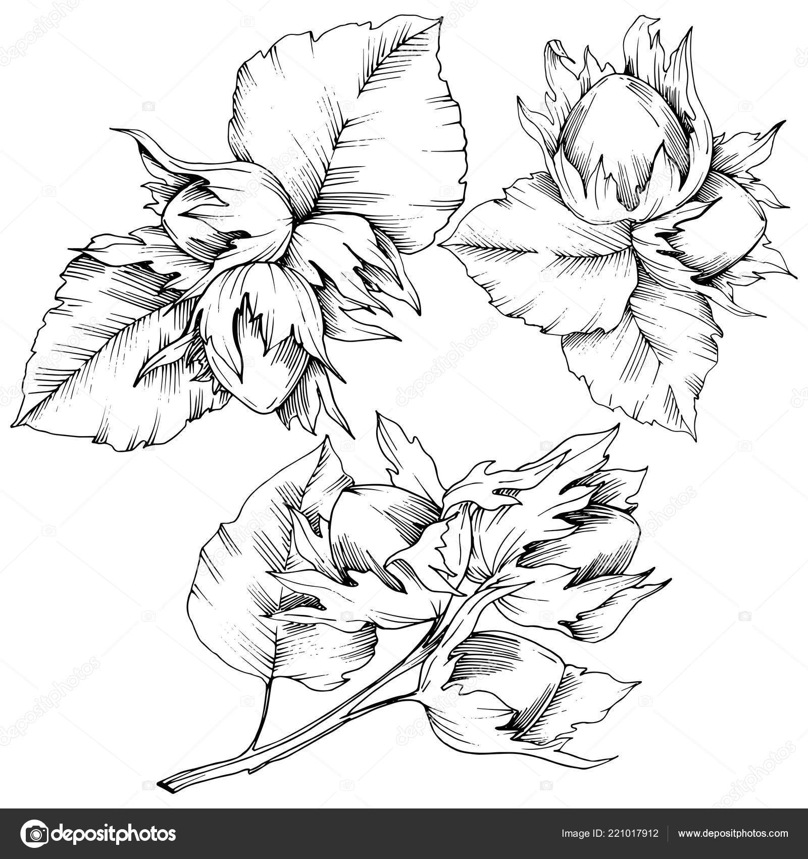 Vector autumn plant hazel nut. Leaf plant botanical garden floral ...