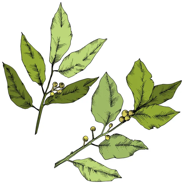 Plantas venenosas imágenes de stock de arte vectorial | Depositphotos