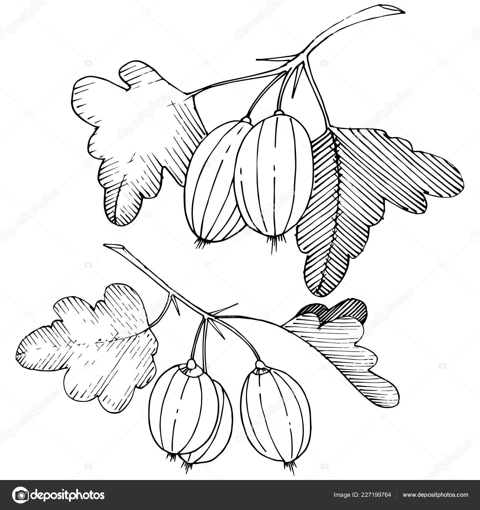 Vector. Tinta grabada en blanco y negro. Grosella espinosa aislada il ...