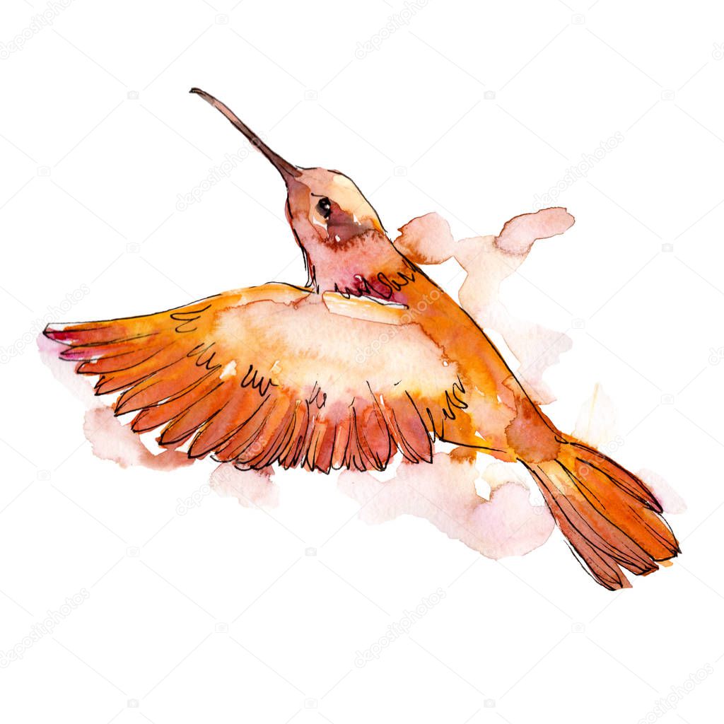 Naranja colibri en una vida silvestre. Conjunto de ilustración de fondo ...