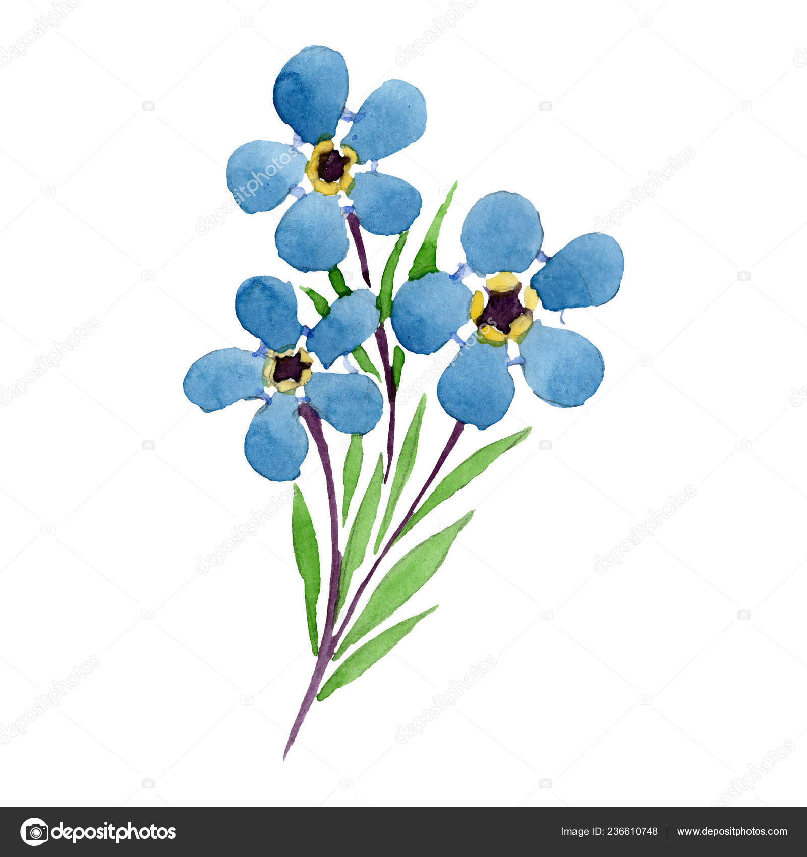 Forget Me Not Botanical Illustration