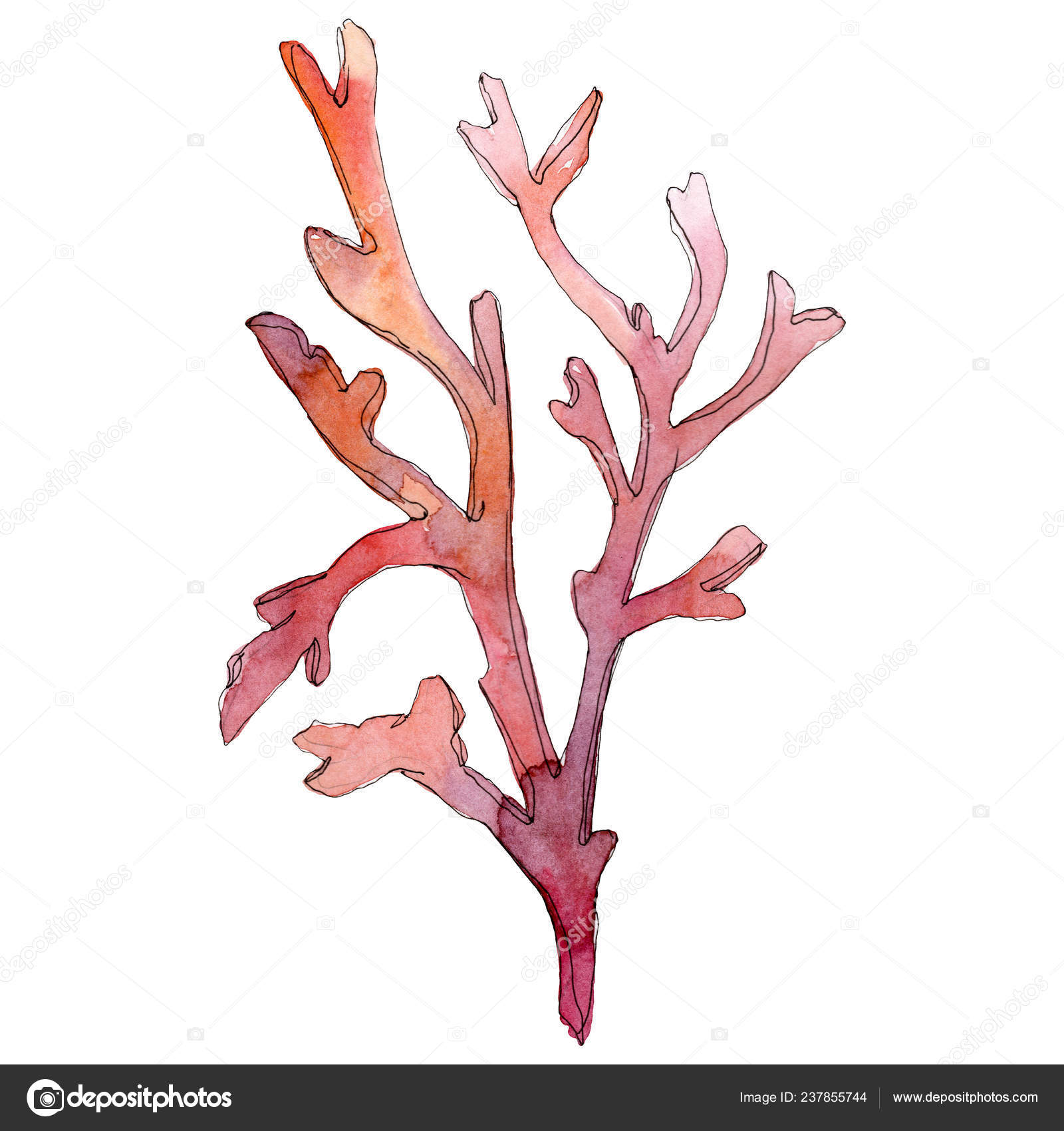Red Coralline Algae Drawing