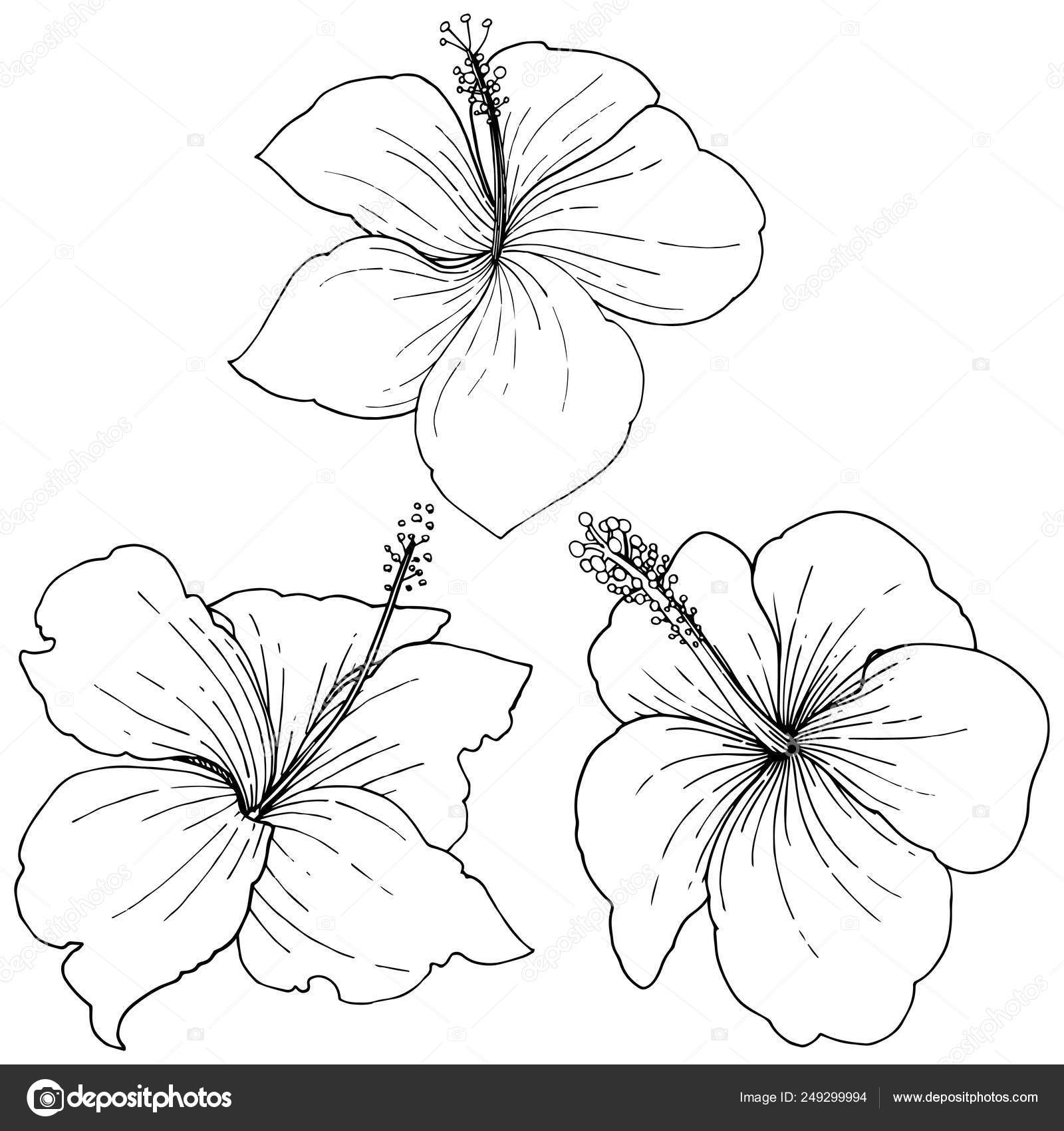 Vector Hibiscus floral tropical flowers. Black and white engraved ink art. Isolated hibiscus ...