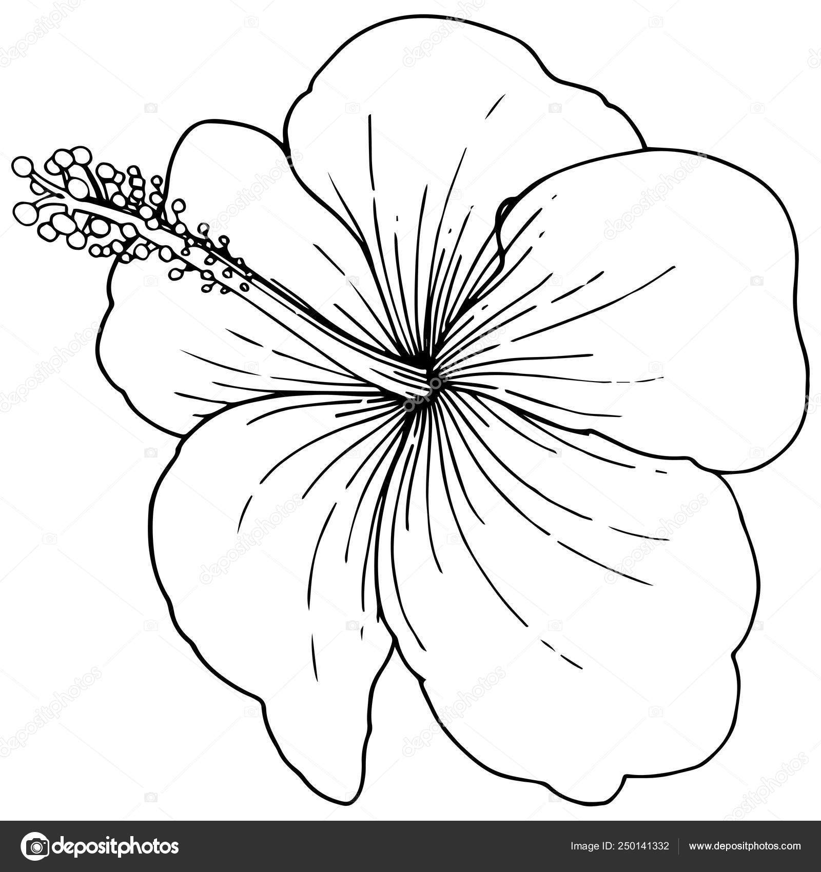 Hawaiian Flowers Black And White