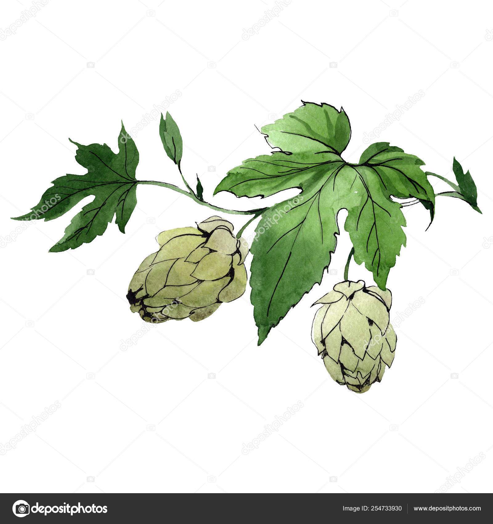 Green humulus lupulus. Watercolor background illustration set. Isolated ...
