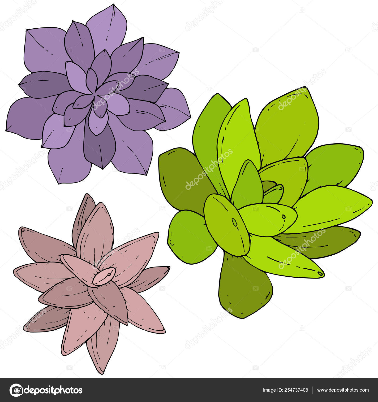 Vector Succulents Floral Botanical Flower Wild Spring Leaf Wildflower ...
