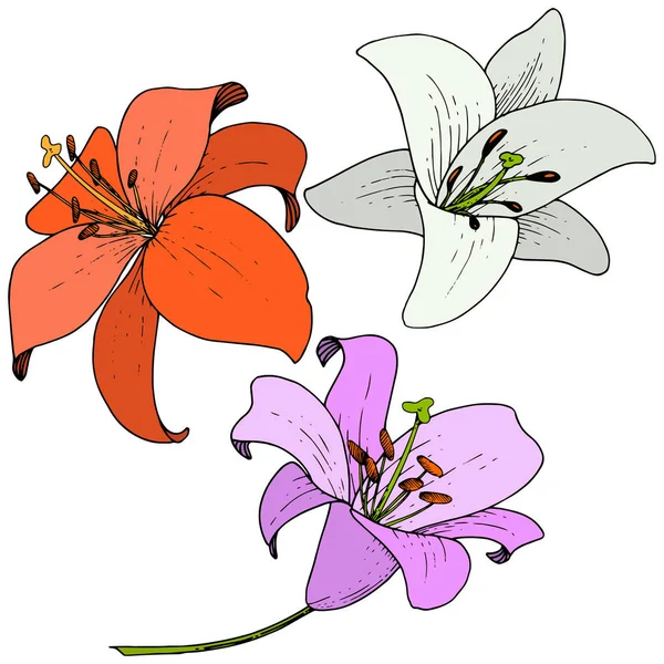 100,000 Lily flowers Vector Images | Depositphotos