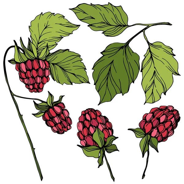 Vector Raspberry healthy food fresh berry isolated element. Black and ...