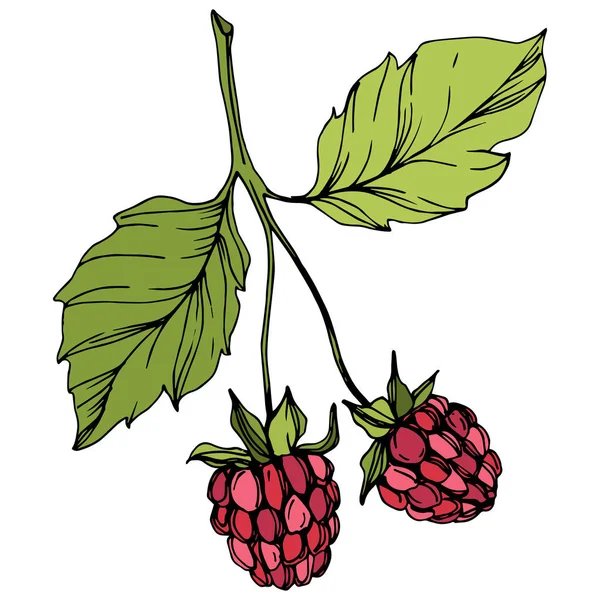 Vector Raspberry healthy food fresh berry isolated element. Black and ...