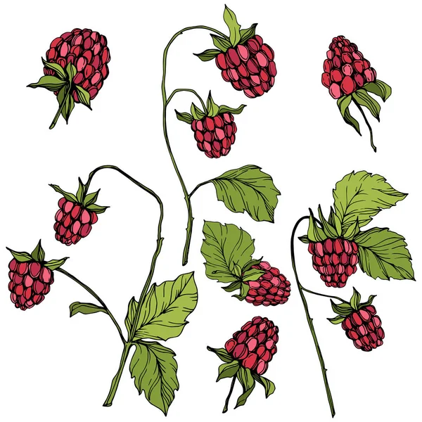 Vector Raspberry healthy food fresh berry isolated element. Black and ...