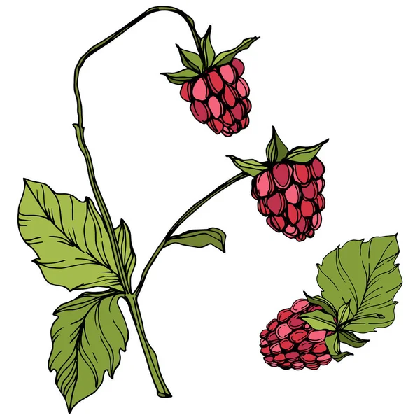 Vector Raspberry healthy food fresh berry isolated element. Black and ...