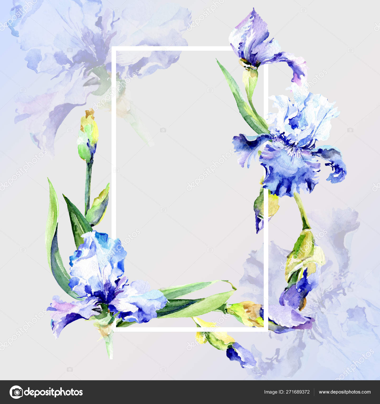 Violet iris floral botanical flowers. Watercolor background ...