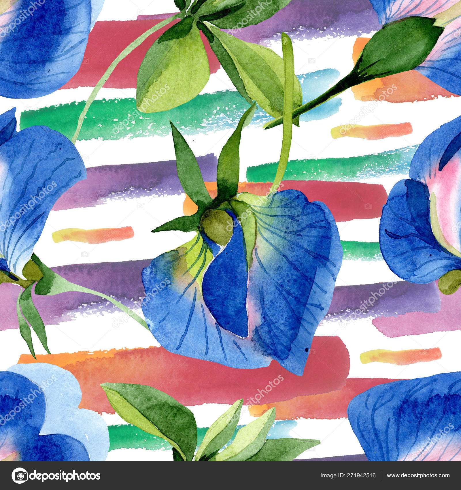 Blue sweet pea floral botanical flowers. Watercolor background ...