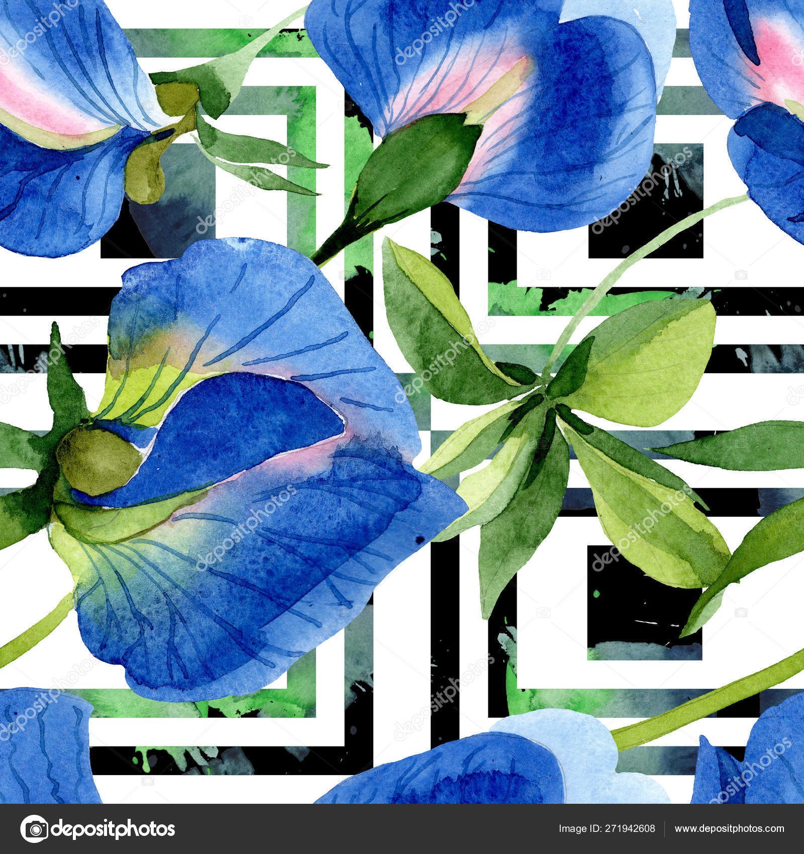 Blue sweet pea floral botanical flowers. Watercolor background ...