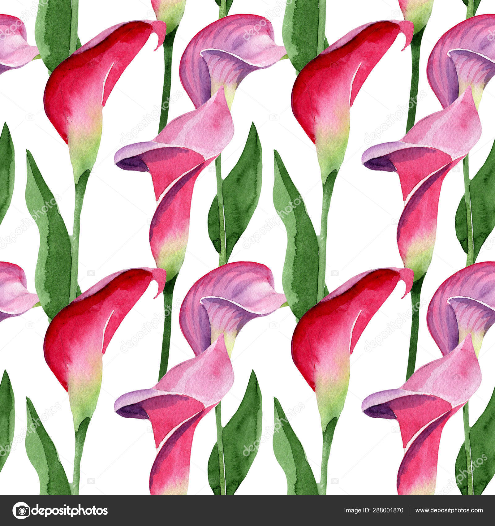 Pink calla floral botanical flower. Watercolor background illustration ...