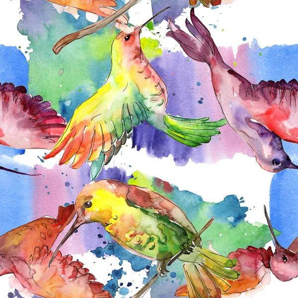 Sky bird colibri in a wildlife. Watercolor background illustration set ...