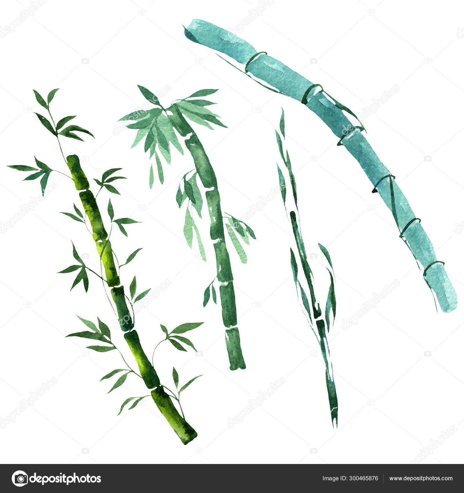Bamboo green leaves and stalks. Watercolor background illustration set ...