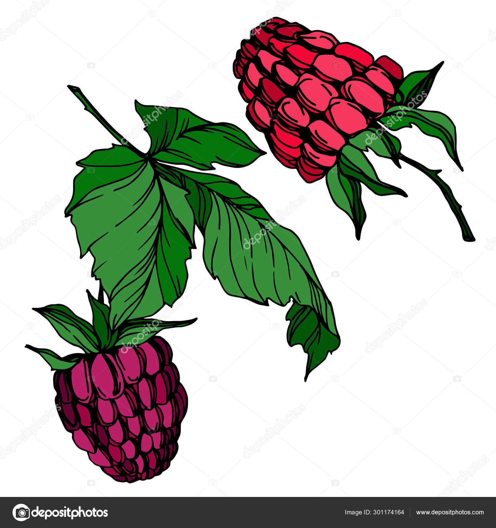 Vector Raspberry healthy food fresh berry isolated element. Black and ...