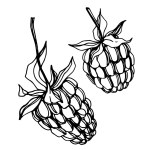 Vector Raspberry healthy food fresh berry isolated element. Black and ...