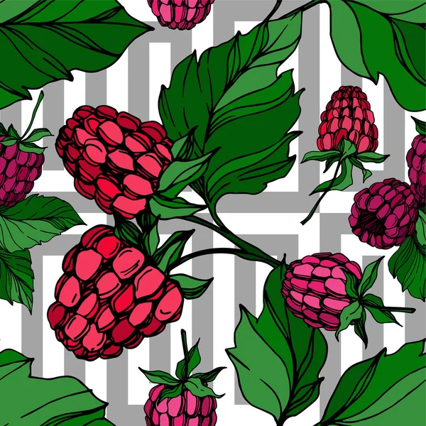 Vector Raspberry healthy food isolated. Red and green engraved ink art ...