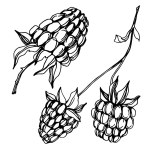 Vector Raspberry healthy food fresh berry isolated element. Black and ...