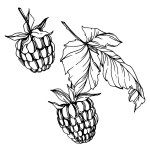 Vector Raspberry healthy food fresh berry isolated element. Black and ...