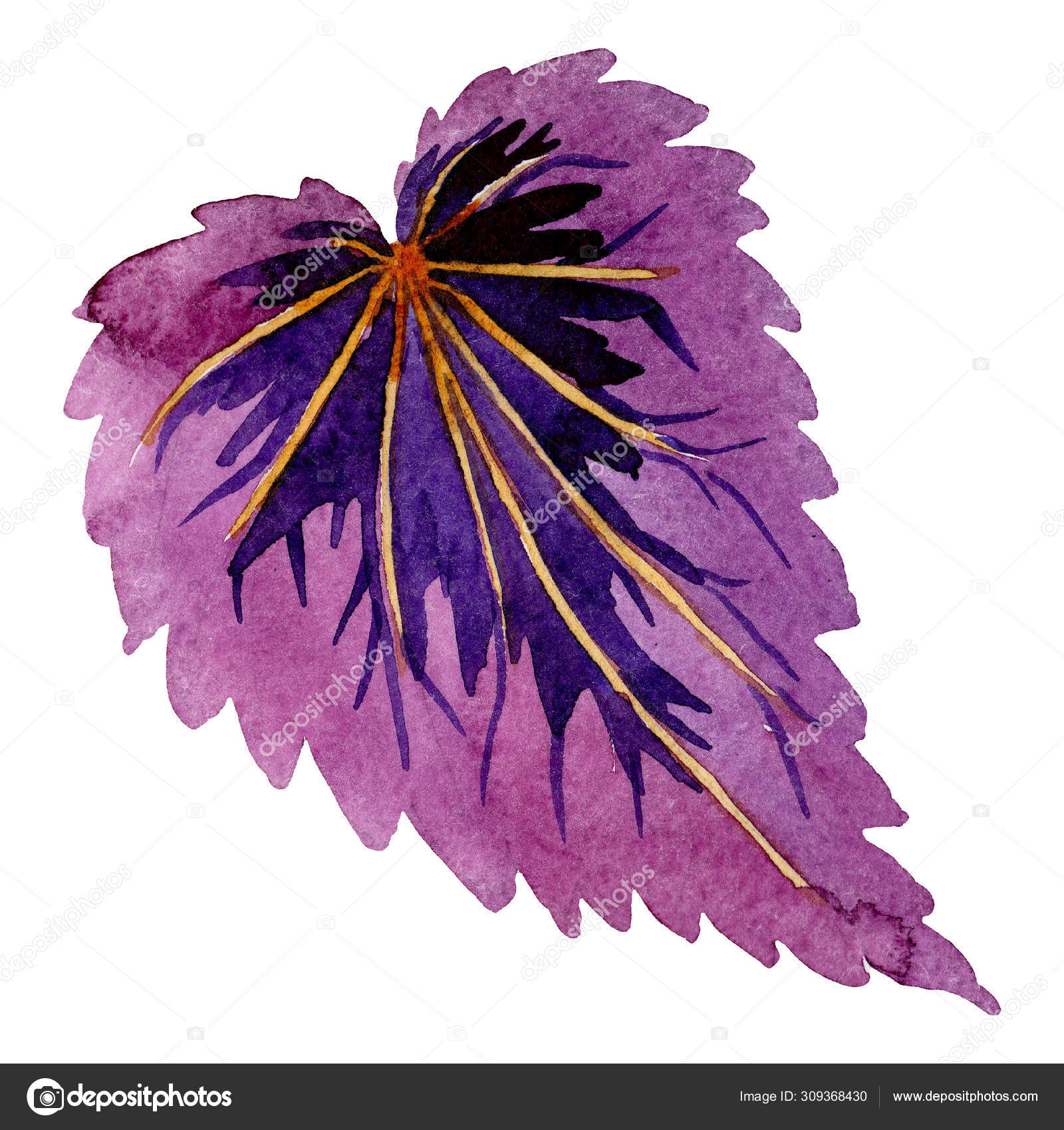 Begonia Leaves Drawing