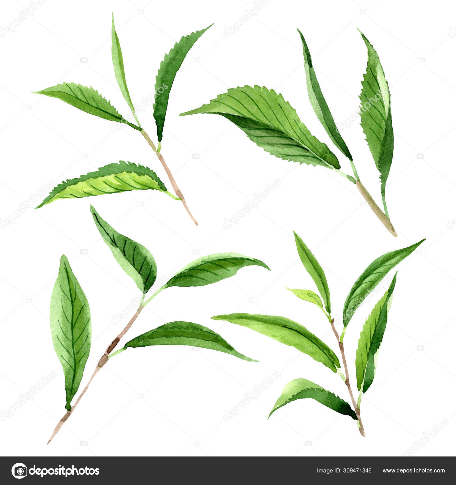 Green Tea Leaf Illustration