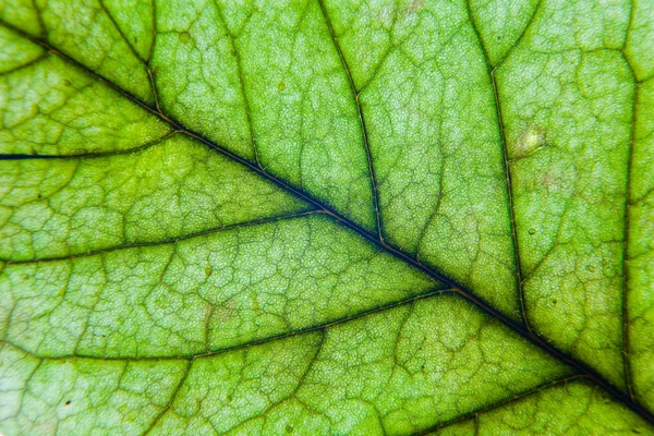 Leaf up close Stock Photos, Royalty Free Leaf up close Images ...