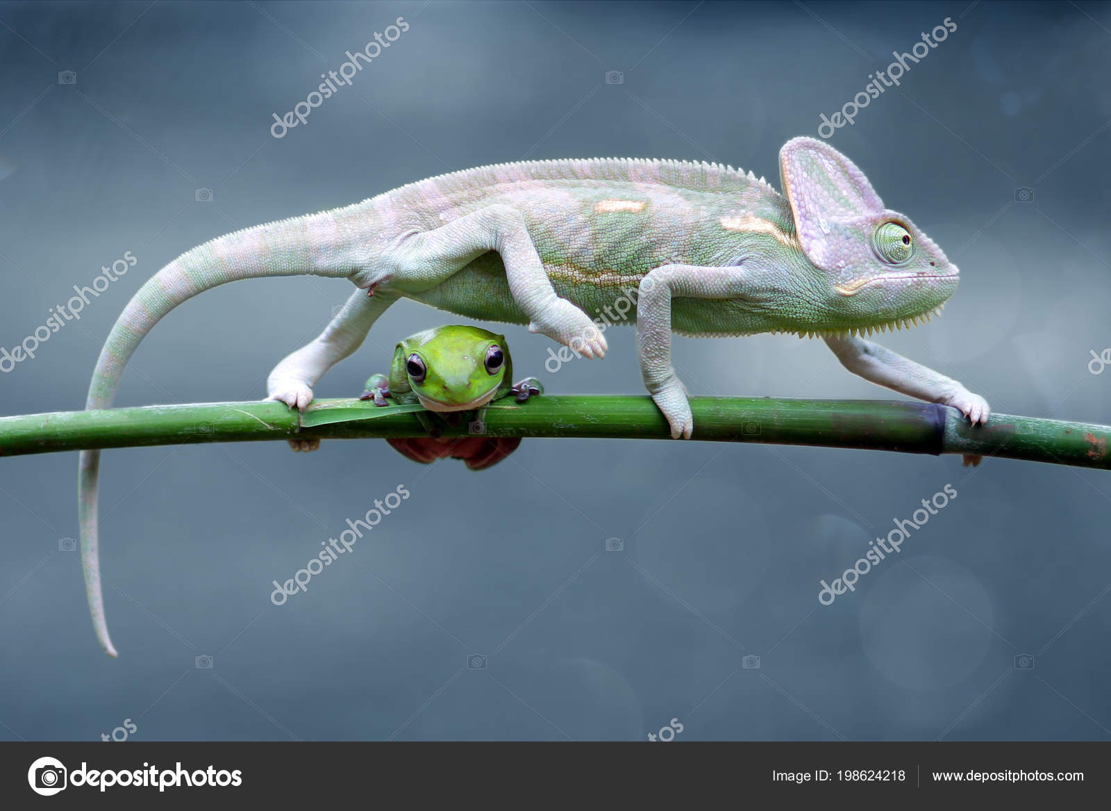 Chameleon Frog