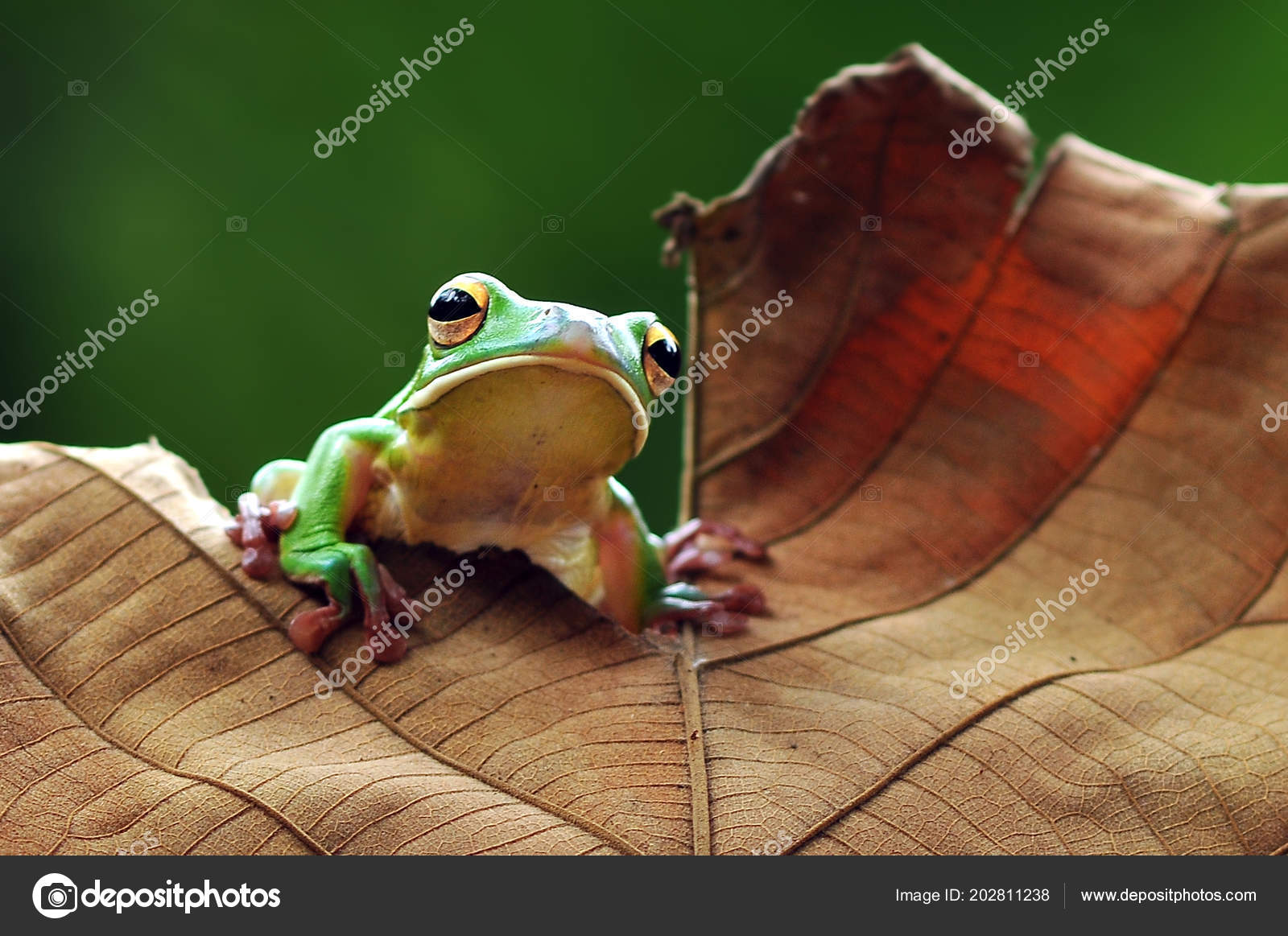 Flying Frog Dumpy Frog Frogs — Stock Photo © andripriyadi #202811238