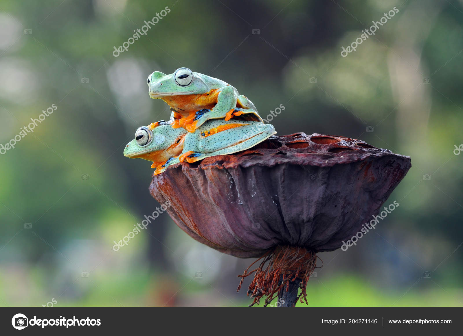 Dumpy Frog Frogs Tree Frog Stock Photo by ©blackvenomblack@yahoo.com ...