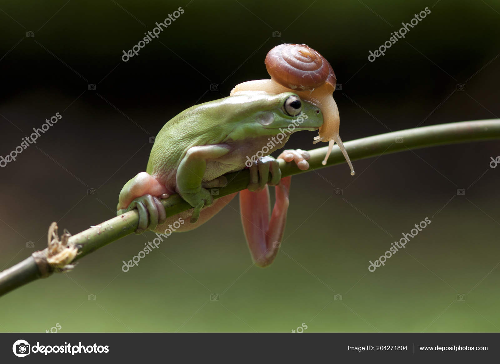 Dumpy Frog Frogs Tree Frog — Stock Photo © andripriyadi #204271804