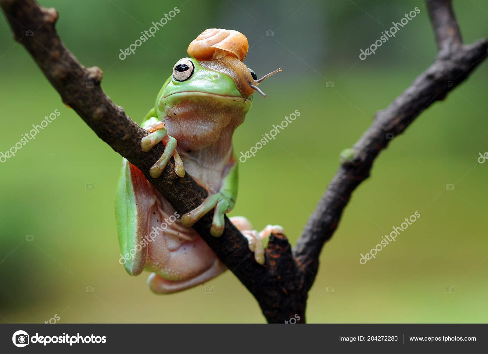Dumpy Frog Frogs Tree Frog Stock Photo by ©blackvenomblack@yahoo.com ...
