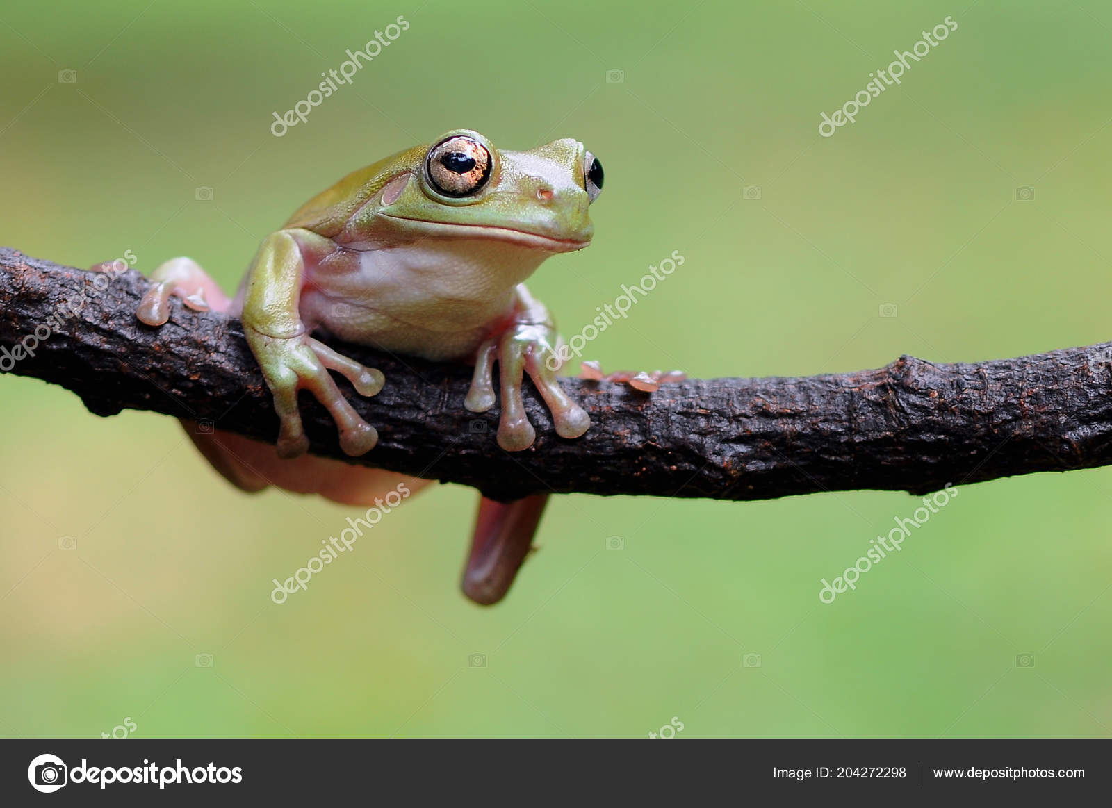 Dumpy Frog Frogs Tree Frog — Stock Photo © andripriyadi #204272298