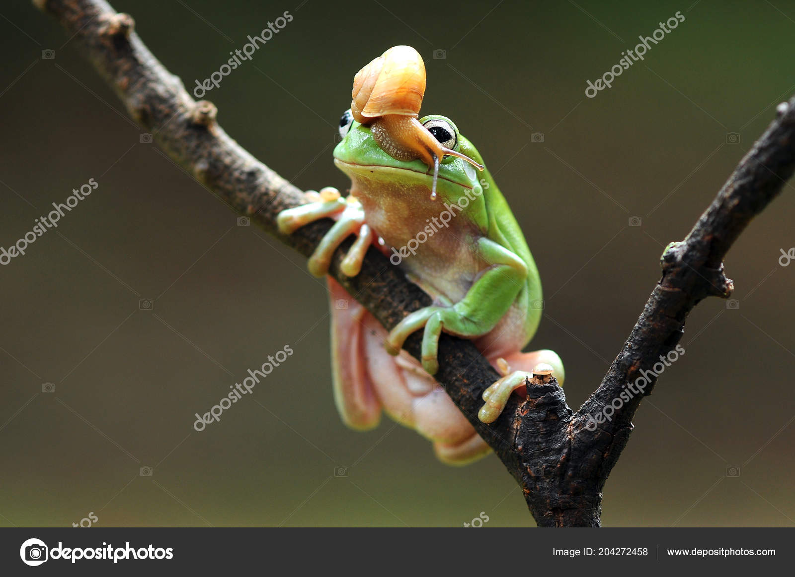 Dumpy Frog Frogs Tree Frog — Stock Photo © andripriyadi #204272458