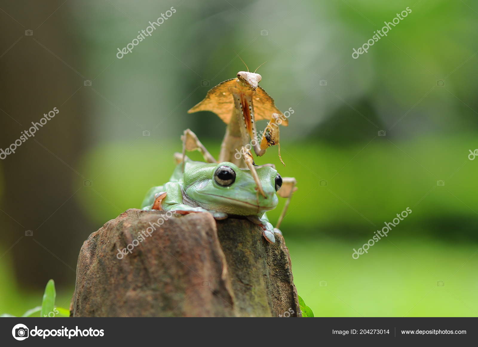 Dumpy Frog Frogs Tree Frog Stock Photo by ©blackvenomblack@yahoo.com ...