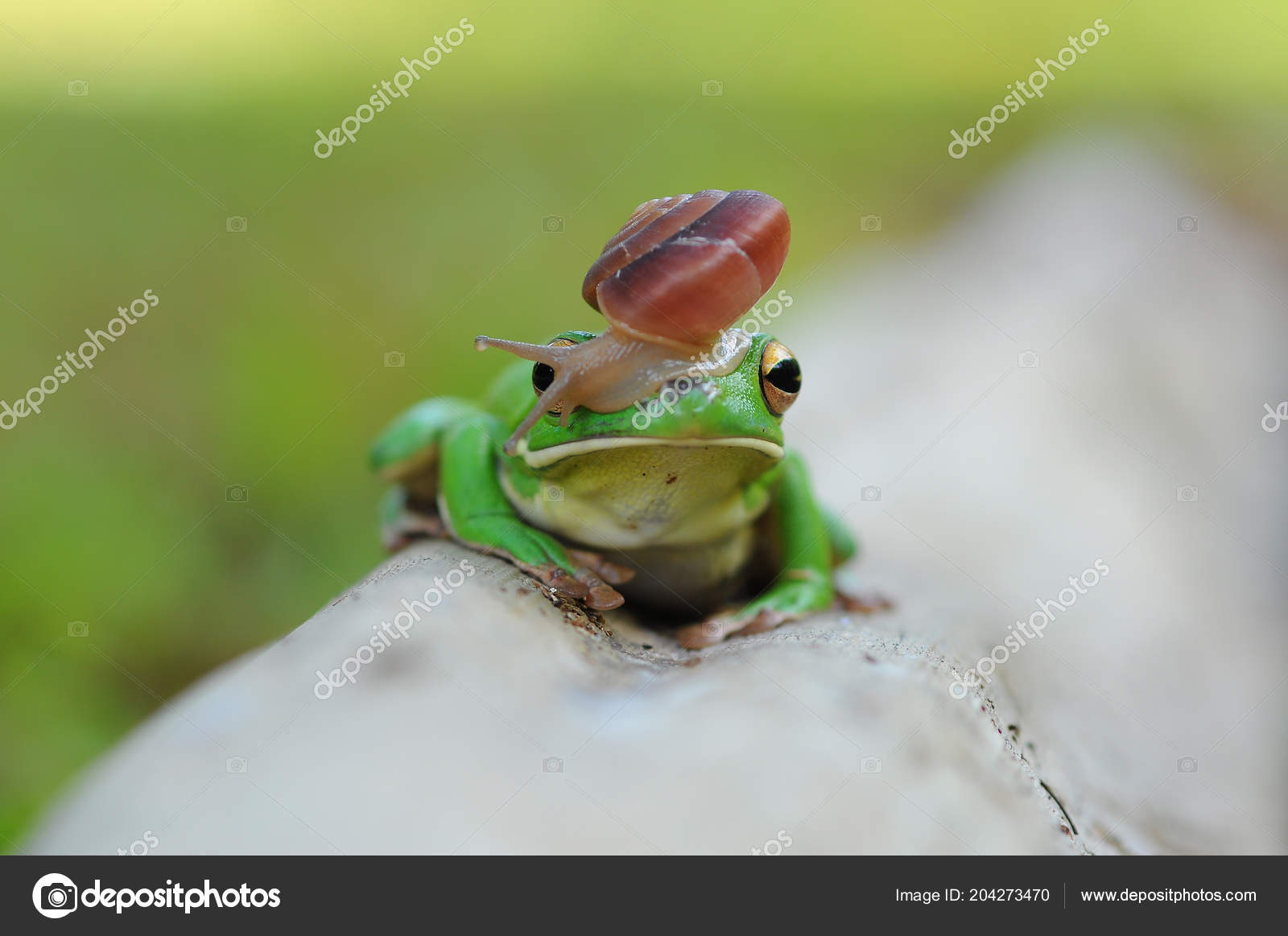 Dumpy Frog Frogs Tree Frog — Stock Photo © andripriyadi #204273470