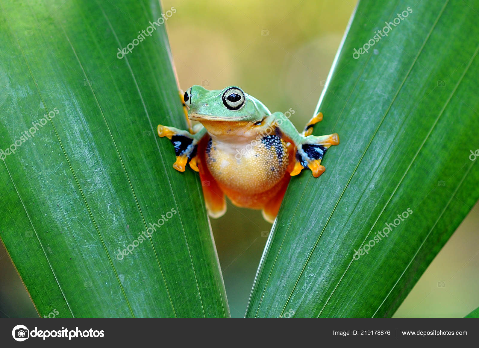 Flying Frog Frogs Tree Frog — Stock Photo © andripriyadi #219178876