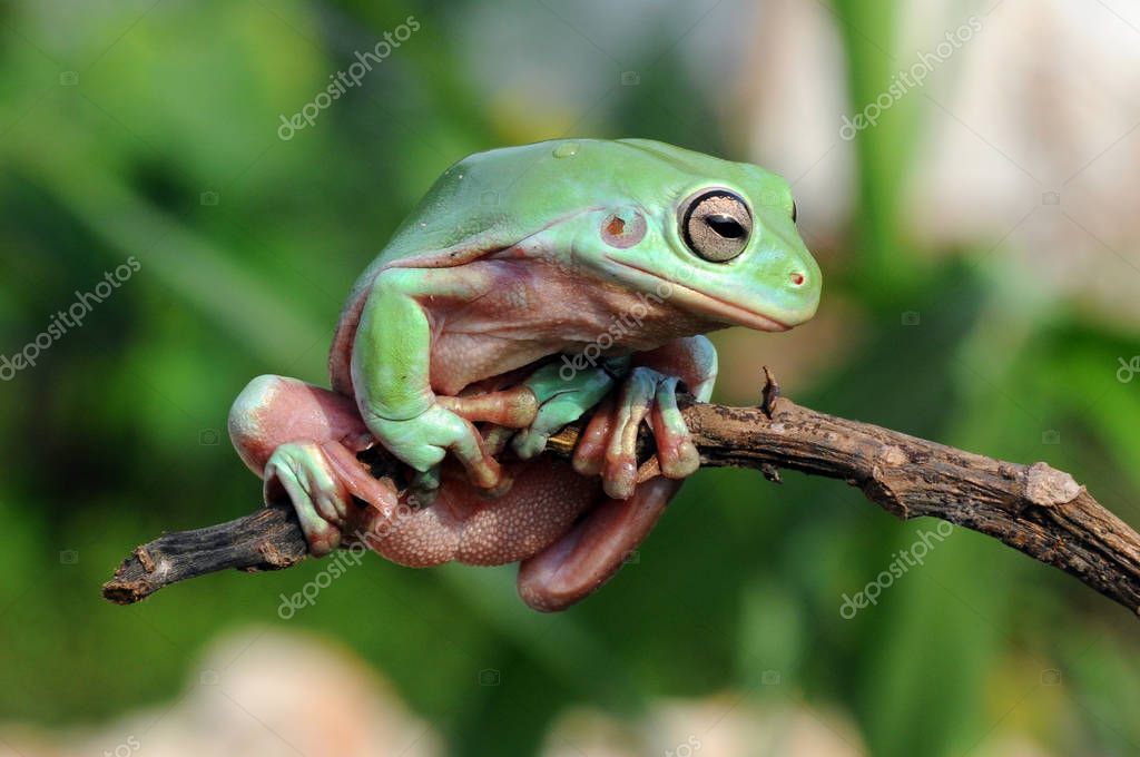 rana voladora, ranas, rana arborícola, anfibios, 2022