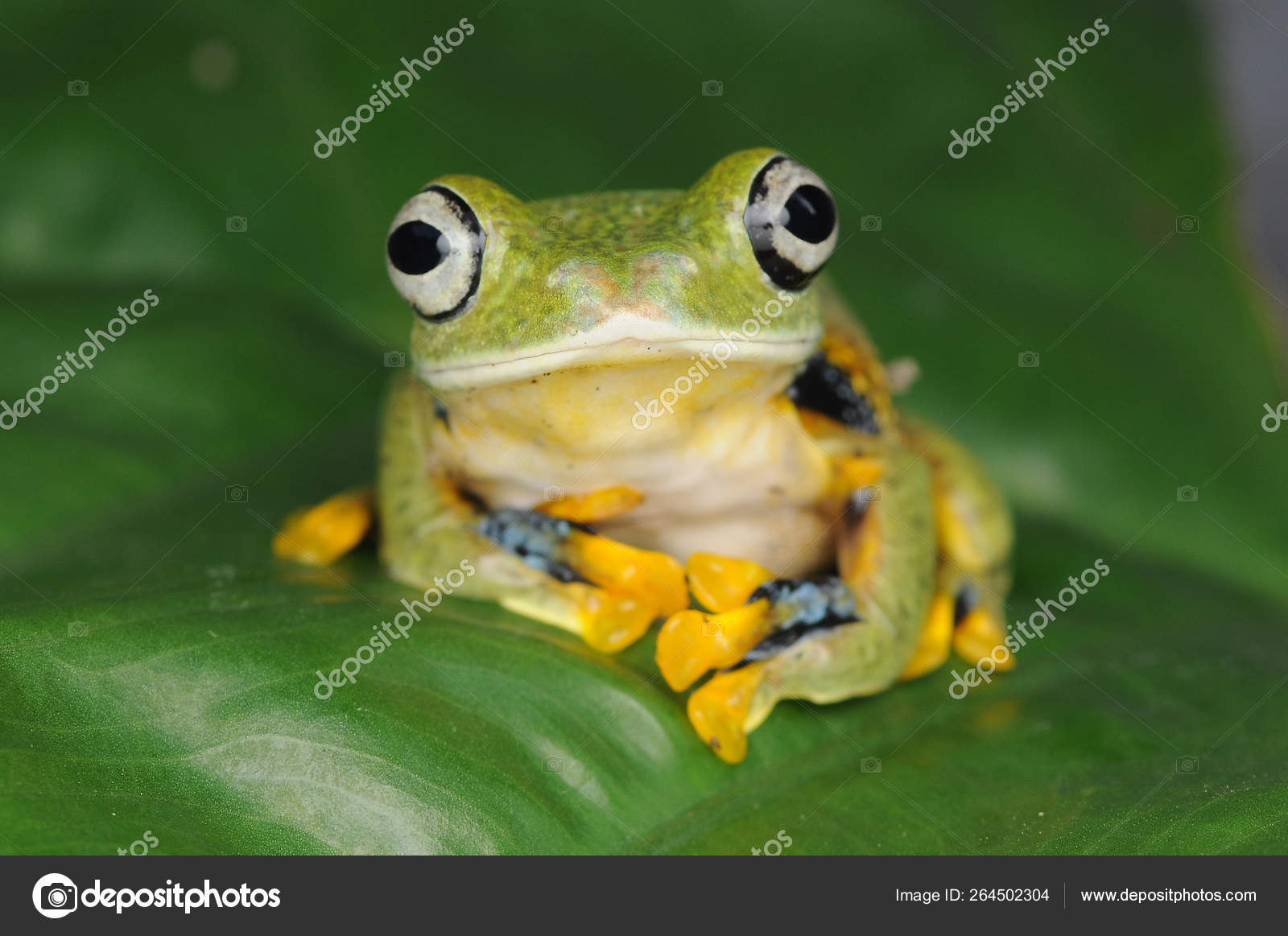 Rana Voladora Ranas Rana Arborícola — Foto de stock © blackvenomblack ...