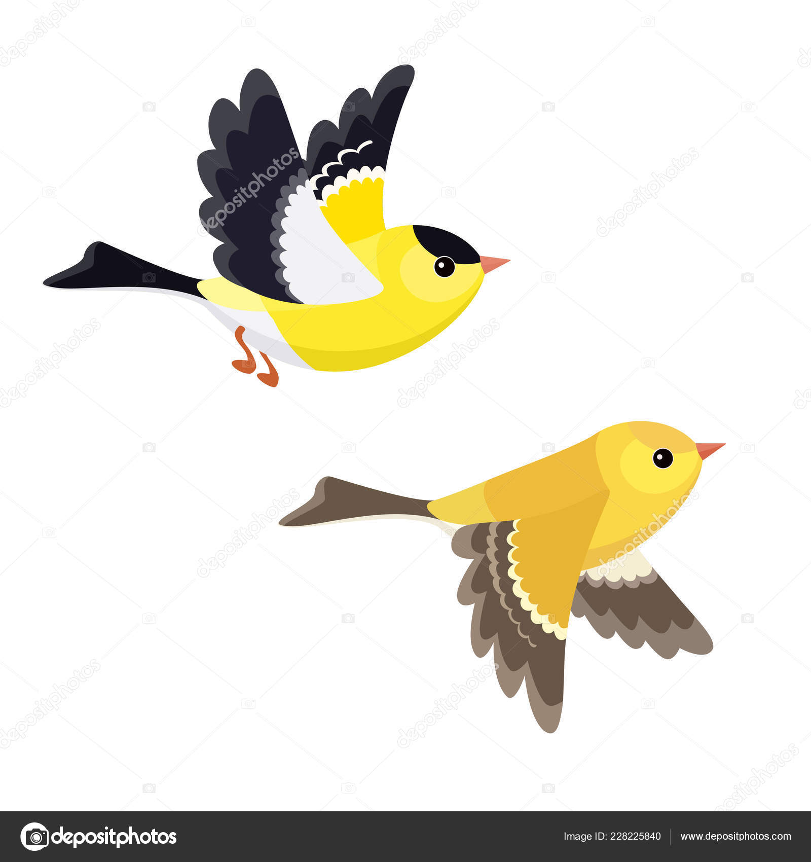 Flying American Goldfinch pair isolated on white background Stock ...