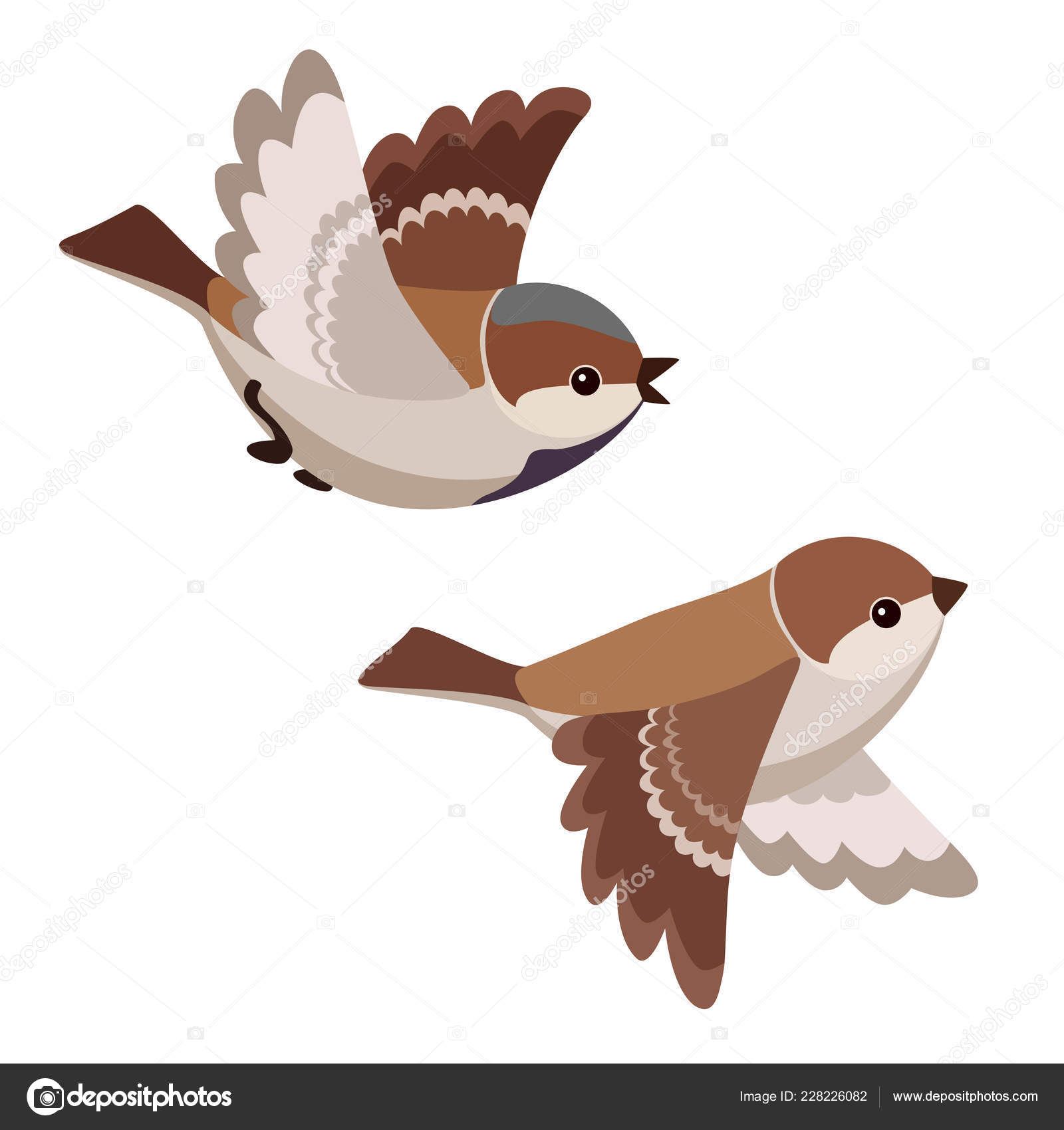 Illustration of two flying house sparrows isolated on white background ...