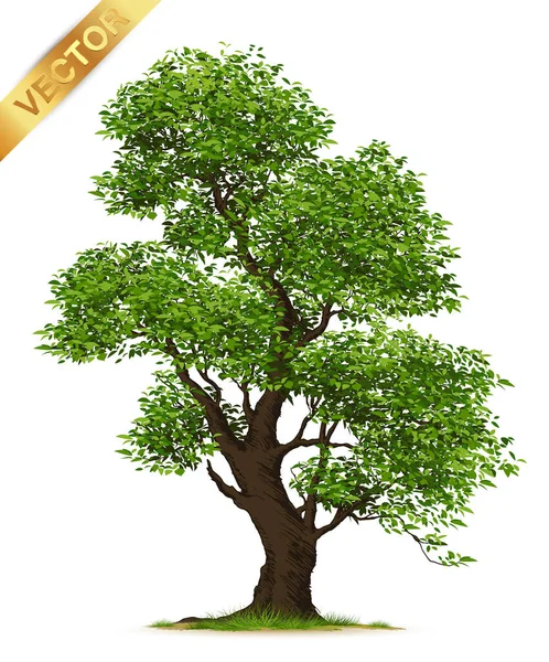 Realistic trees Vector Art Stock Images | Depositphotos