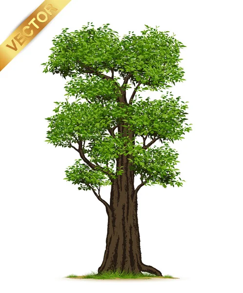 Realistic trees Vector Art Stock Images | Depositphotos