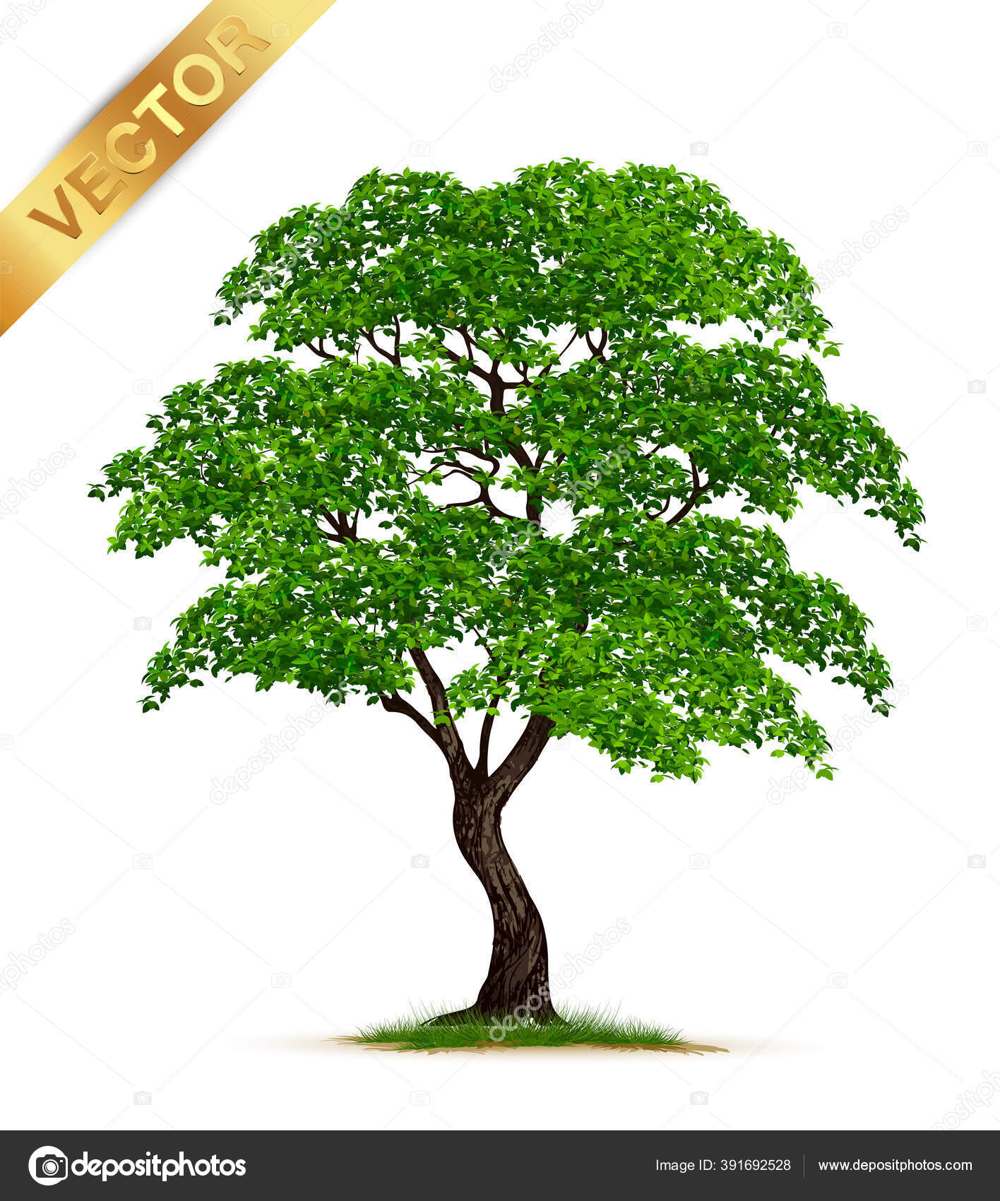 Beautiful Tree White Background Stock Vector Image by ©Nikhomtreevector ...