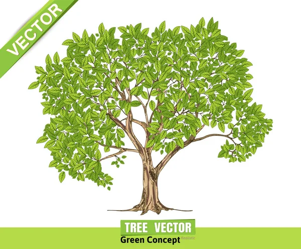 Fig Tree Life Cycle Clipart Set Download Clipart School, 60% OFF