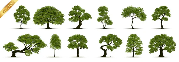 100,000 Fig tree Vector Images | Depositphotos